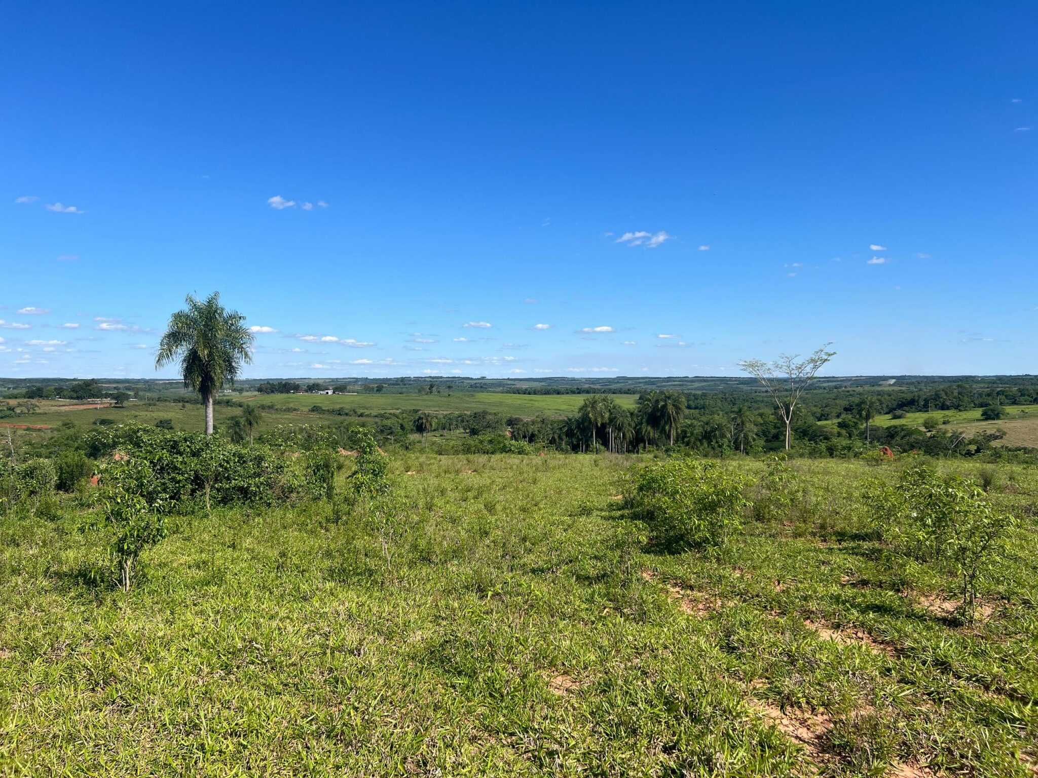 Roman Topp und sein Rettungsgarten/ Barrio 1990 - Paraguay Spirit